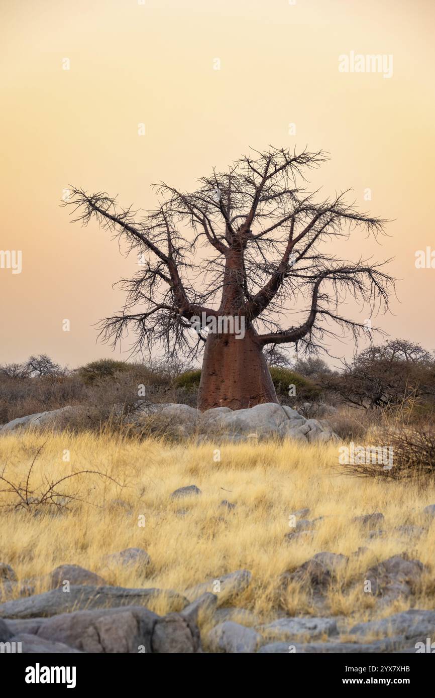 African baobab or baobab tree (Adansonia digitata), at sunrise, Kubu ...