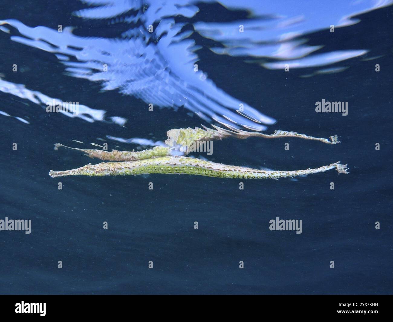 Triangular Alligator pipefish (Alligator pipefish) underwater with wave ...