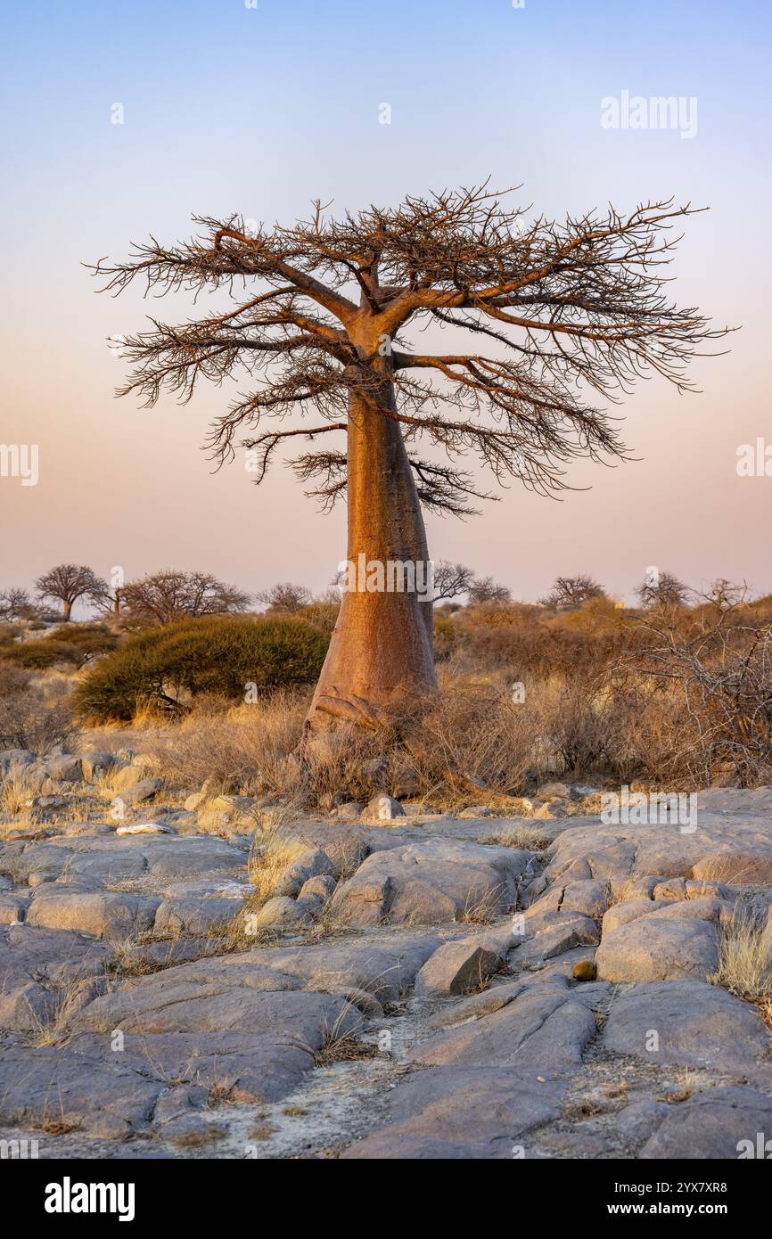 African baobab or baobab tree (Adansonia digitata), at sunrise, Kubu ...