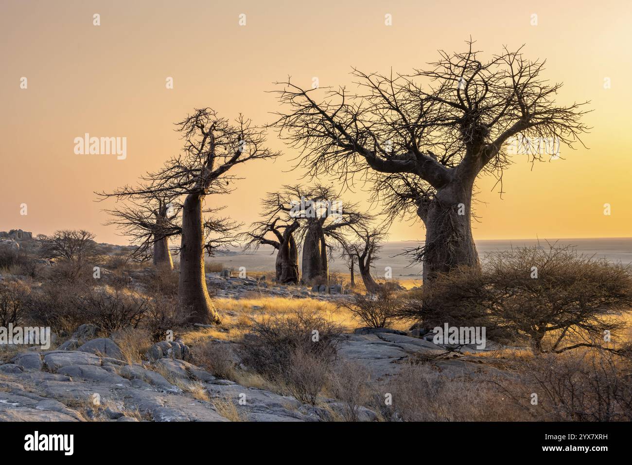 African baobab or baobab tree (Adansonia digitata), several trees at ...