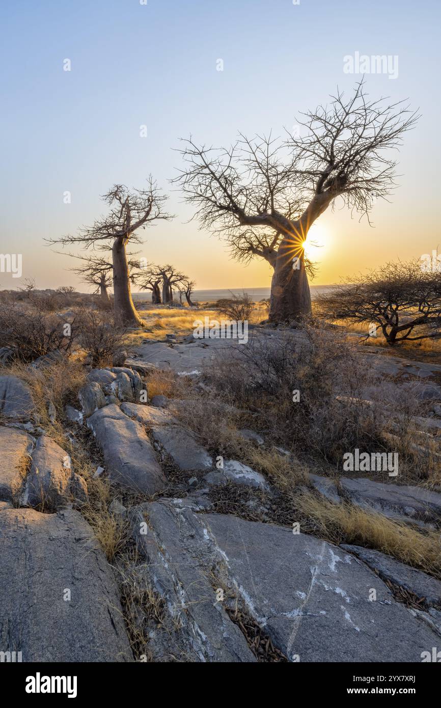 African baobab (Adansonia digitata), several trees at sunrise, sun star ...