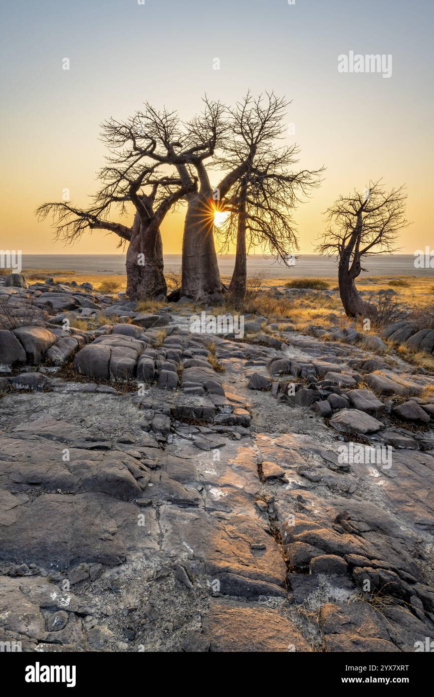 African baobab (Adansonia digitata), several trees at sunrise, sun star ...