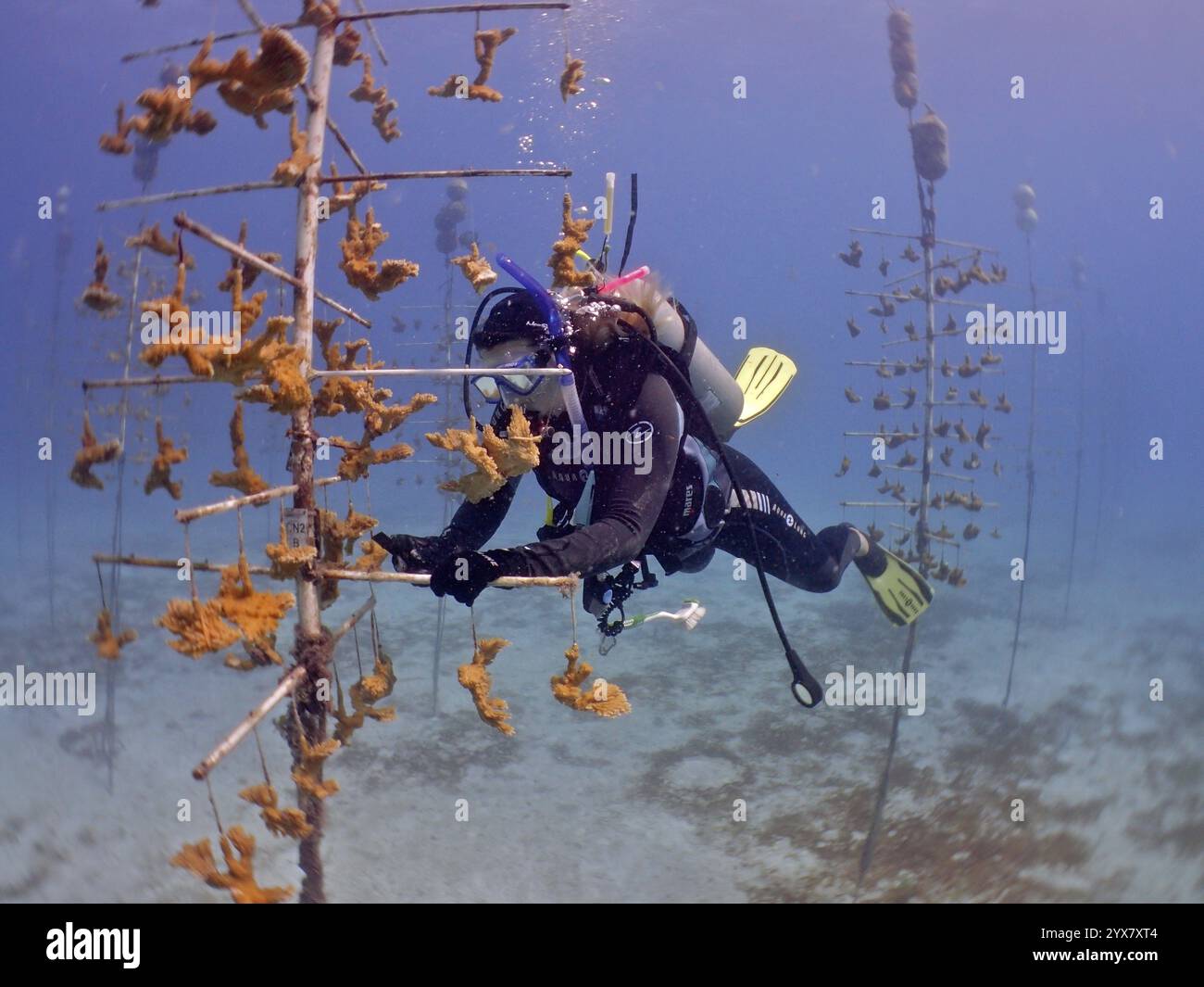 Coral farming. Diver cleans the frame on which young specimens of ...