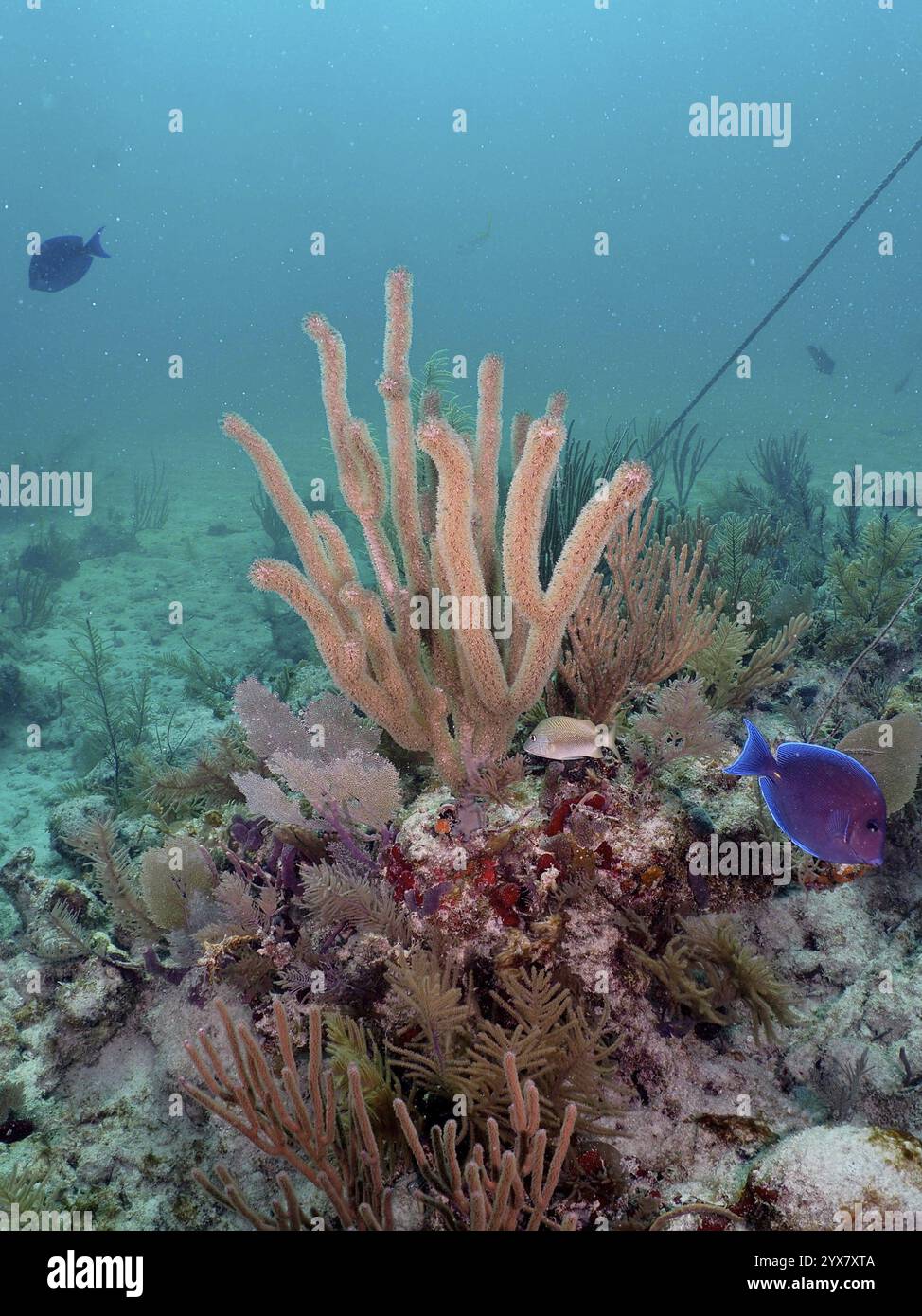 Diverse coral formations, including porous horn coral (Pseudoplexaura ...