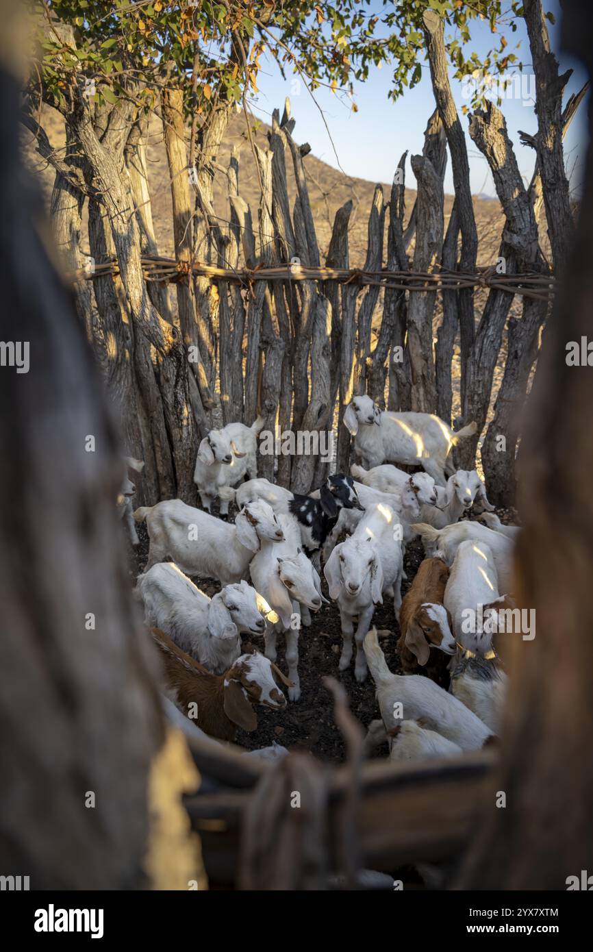 Kraal for goats hi-res stock photography and images - Alamy