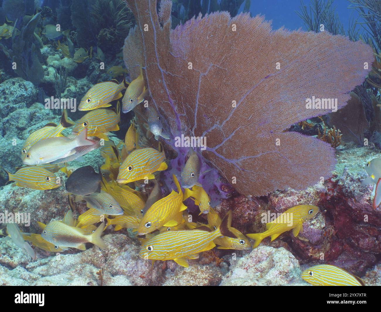 Tropical fish swim around a colourful coral reef with purple Venus fans ...