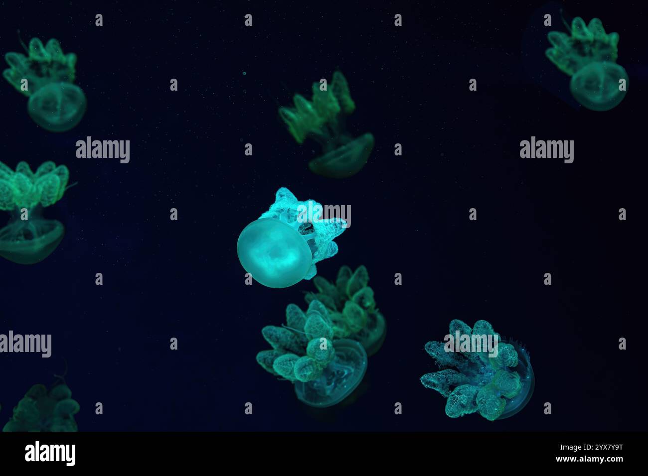 Group of green fluorescent jellyfish swimming underwater aquarium pool ...