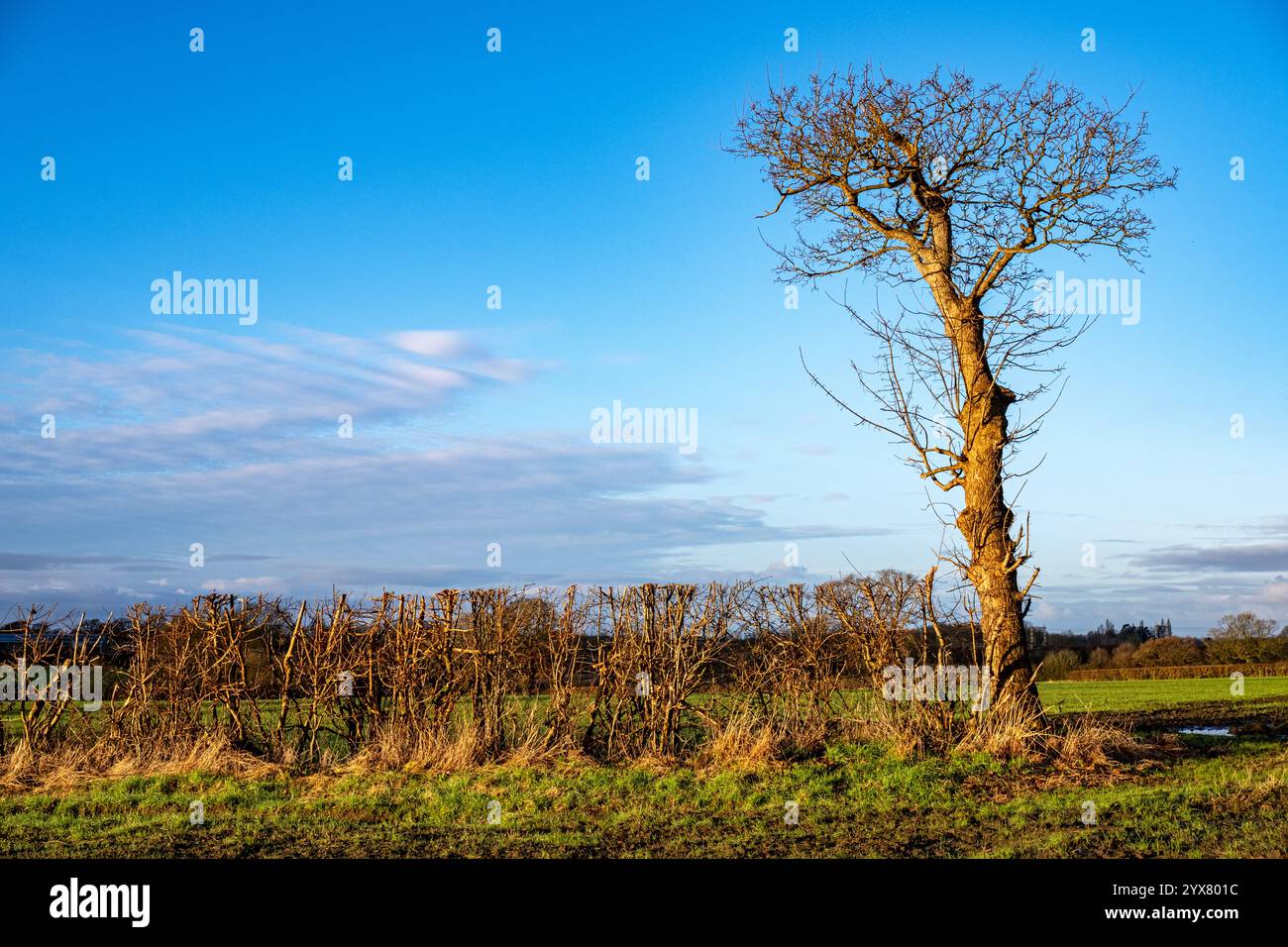 Leafless tree in farm field Stock Photo - Alamy