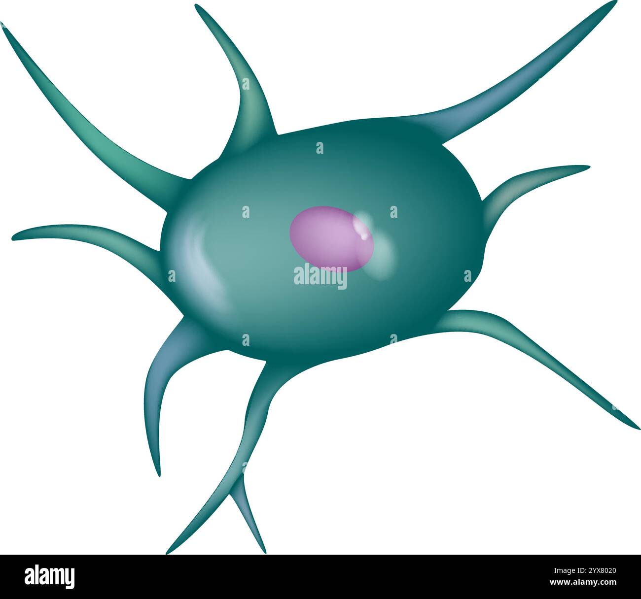 Mesenchymal stem cells MSCs or mesenchymal stromal cells or Medicinal signaling cells are ...