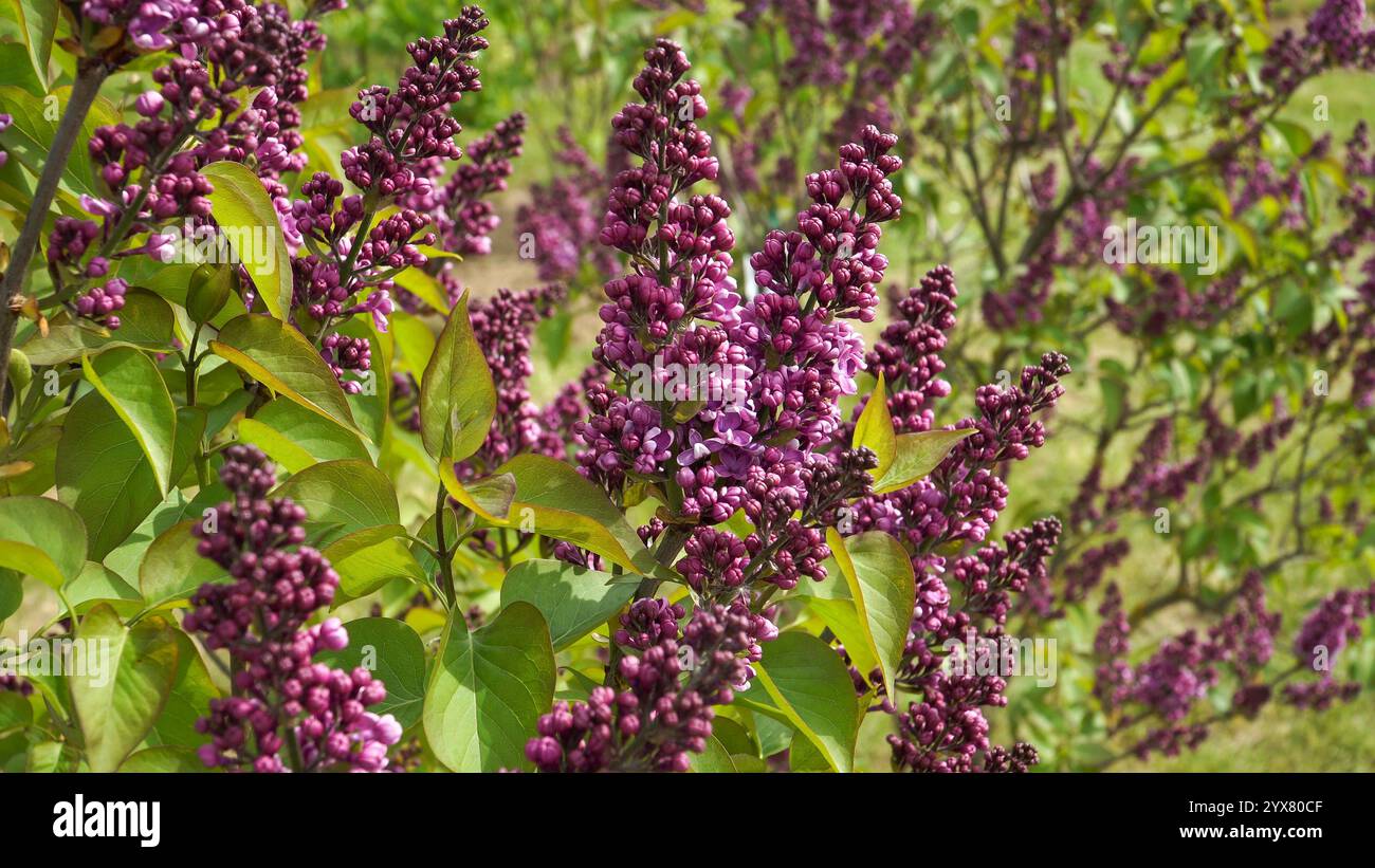 Clusters of delicate purple hi-res stock photography and images - Alamy