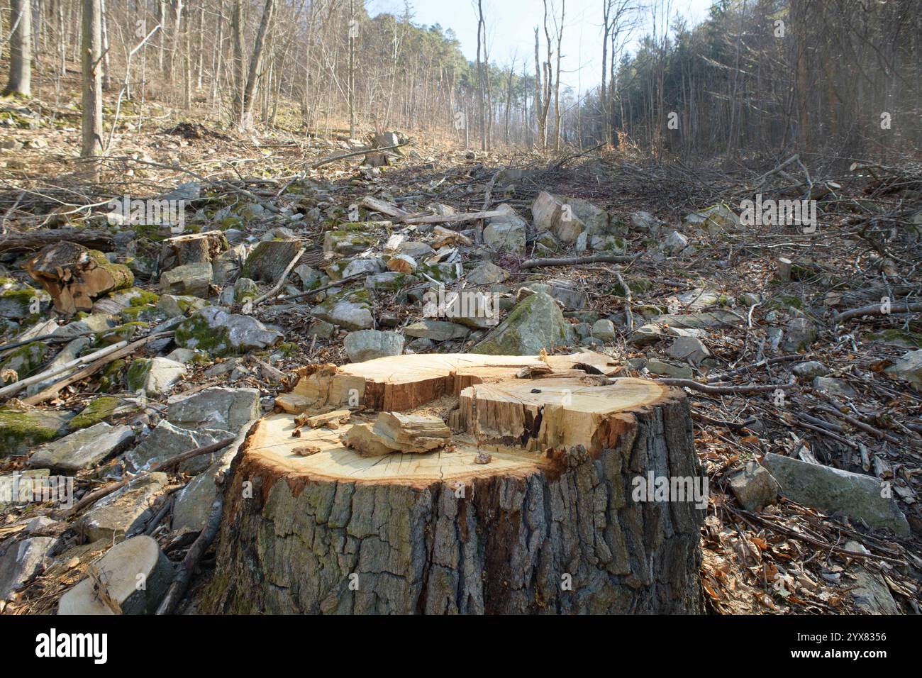 Natura 2000 site Kamptal / Austria - The old growth forests in middle ...