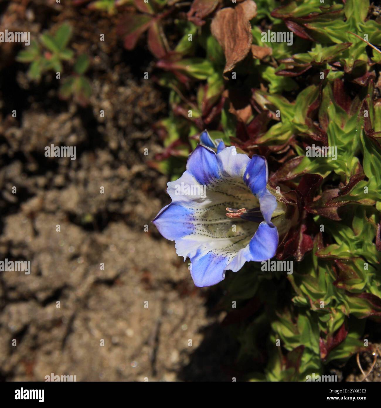 Weisser enzian hi-res stock photography and images - Alamy