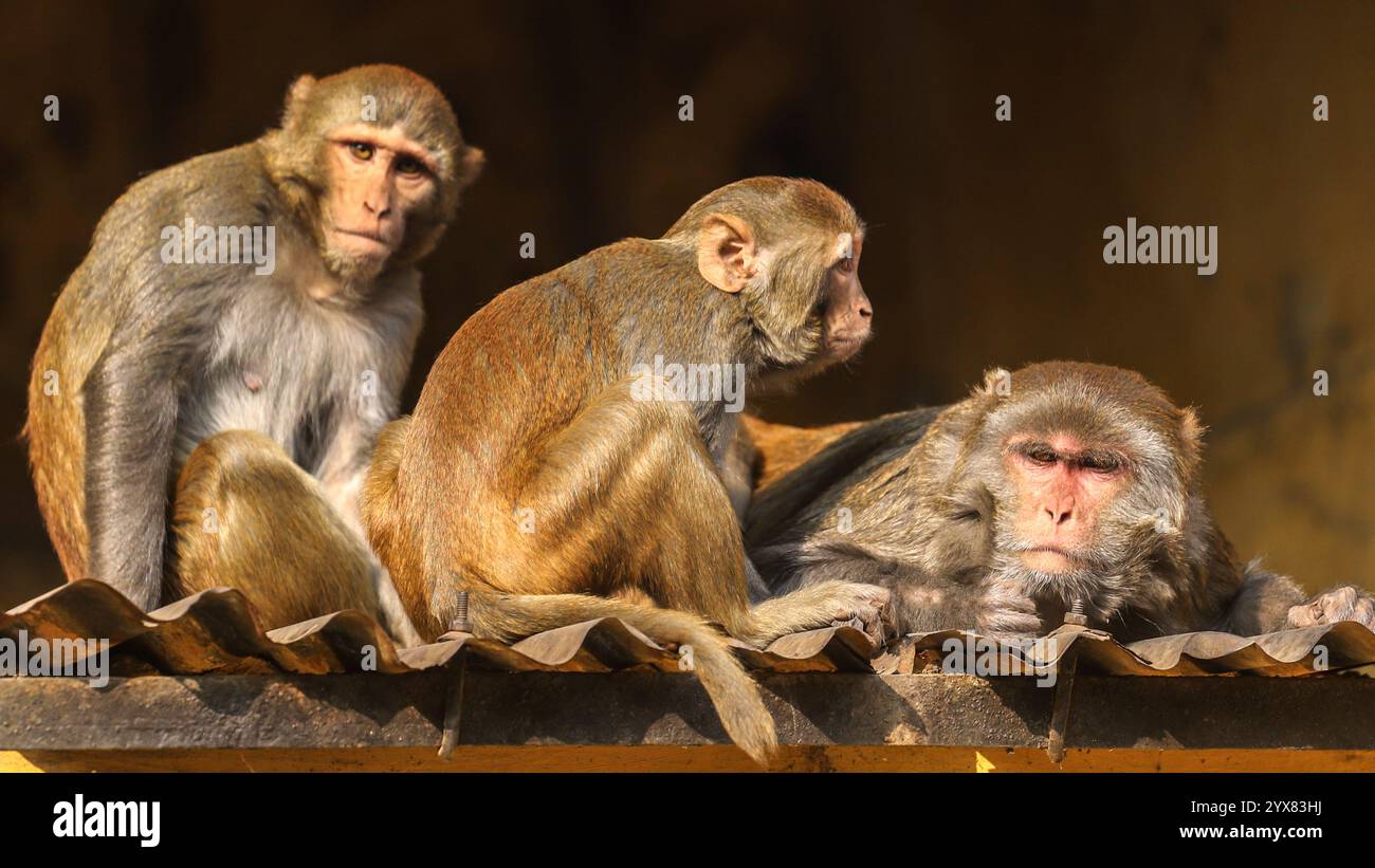 Dhaka, Wari, Bangladesh. 14th Dec, 2024. Monkey Day is an unofficial ...