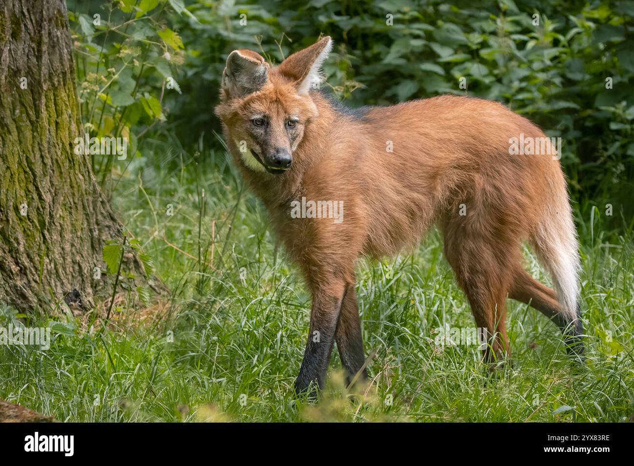 Wolf ears hi-res stock photography and images - Alamy