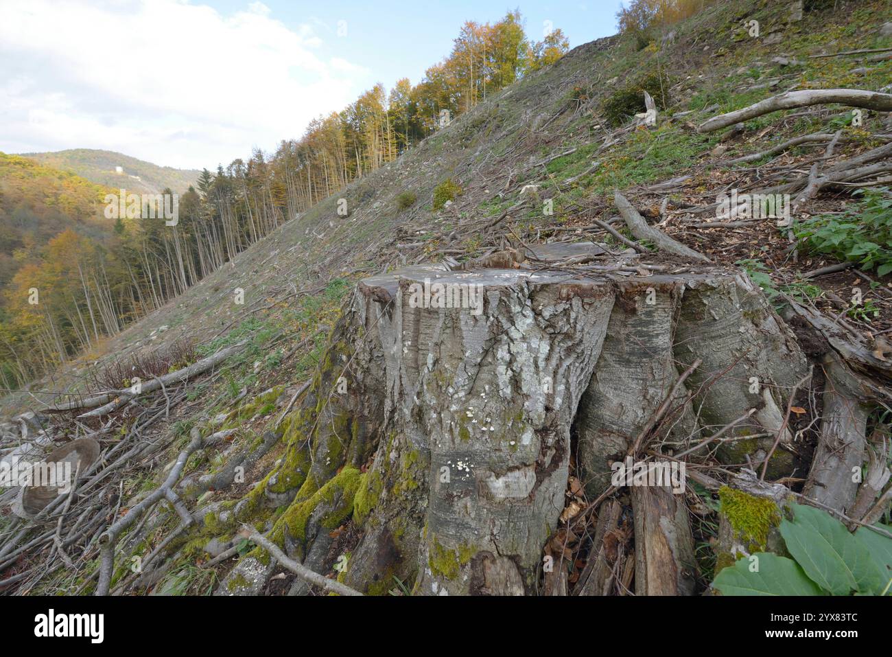 Natura 2000 site Kamptal / Austria - The old growth forests in middle ...