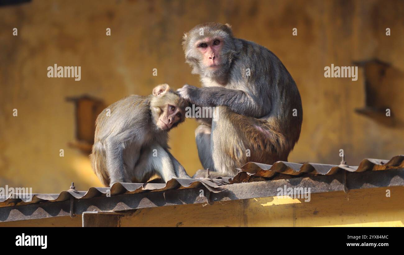 December 14, 2024, Dhaka, Wari, Bangladesh: Monkey Day is an unofficial international holiday ...