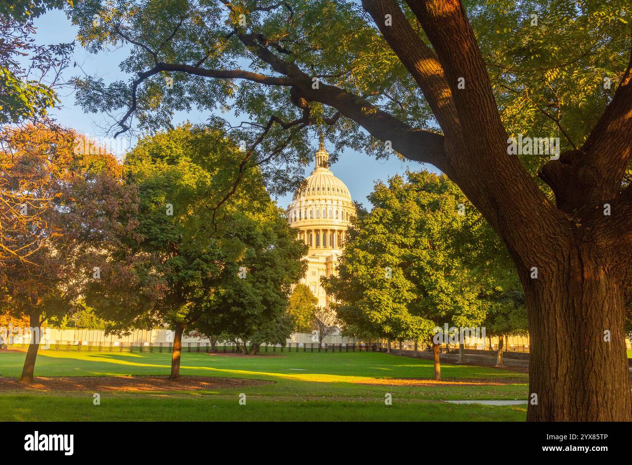 United States Capitol seen through a park with trees. Washington D.C ...