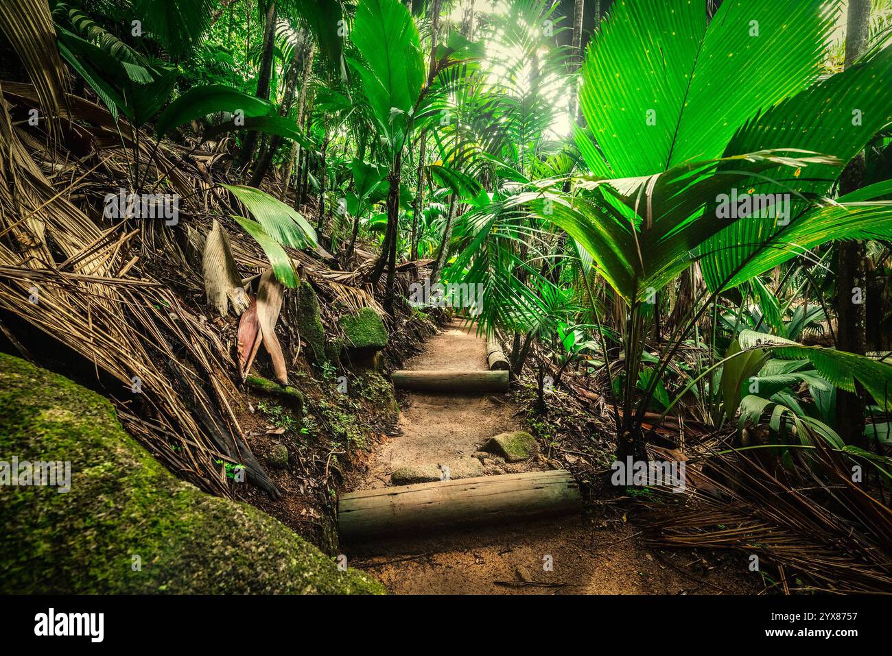 Tropical jungle river in seychelles hi-res stock photography and images ...