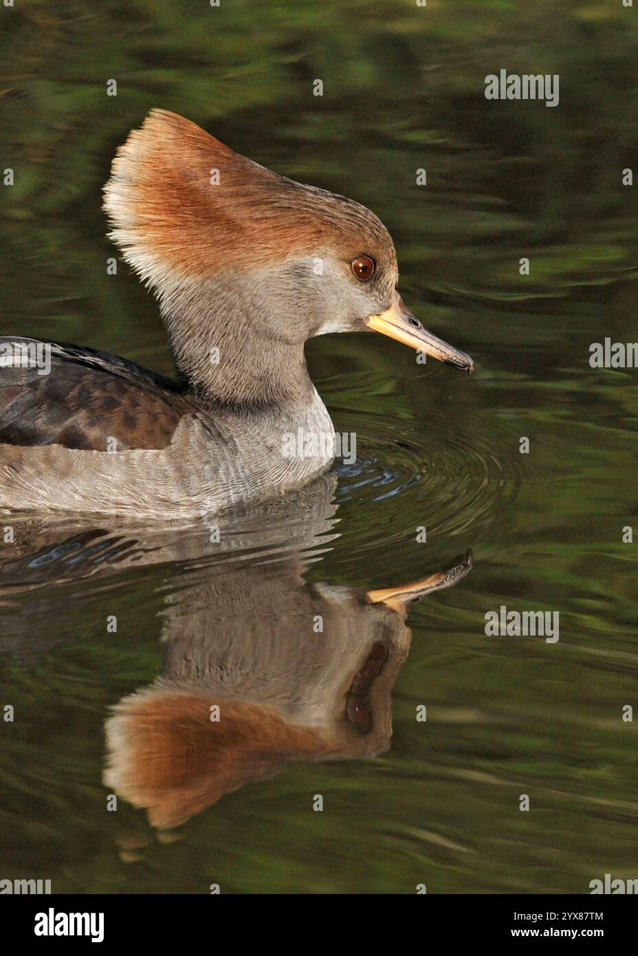A side view of a Hooded merganser, Lophodytes cucullatus, swimming from ...