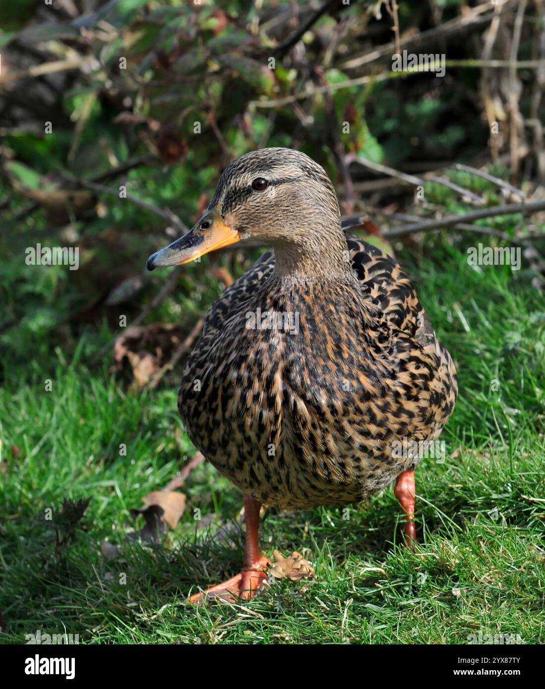 A front view of a standing female Mallard, Anas platyrhynchos, against ...