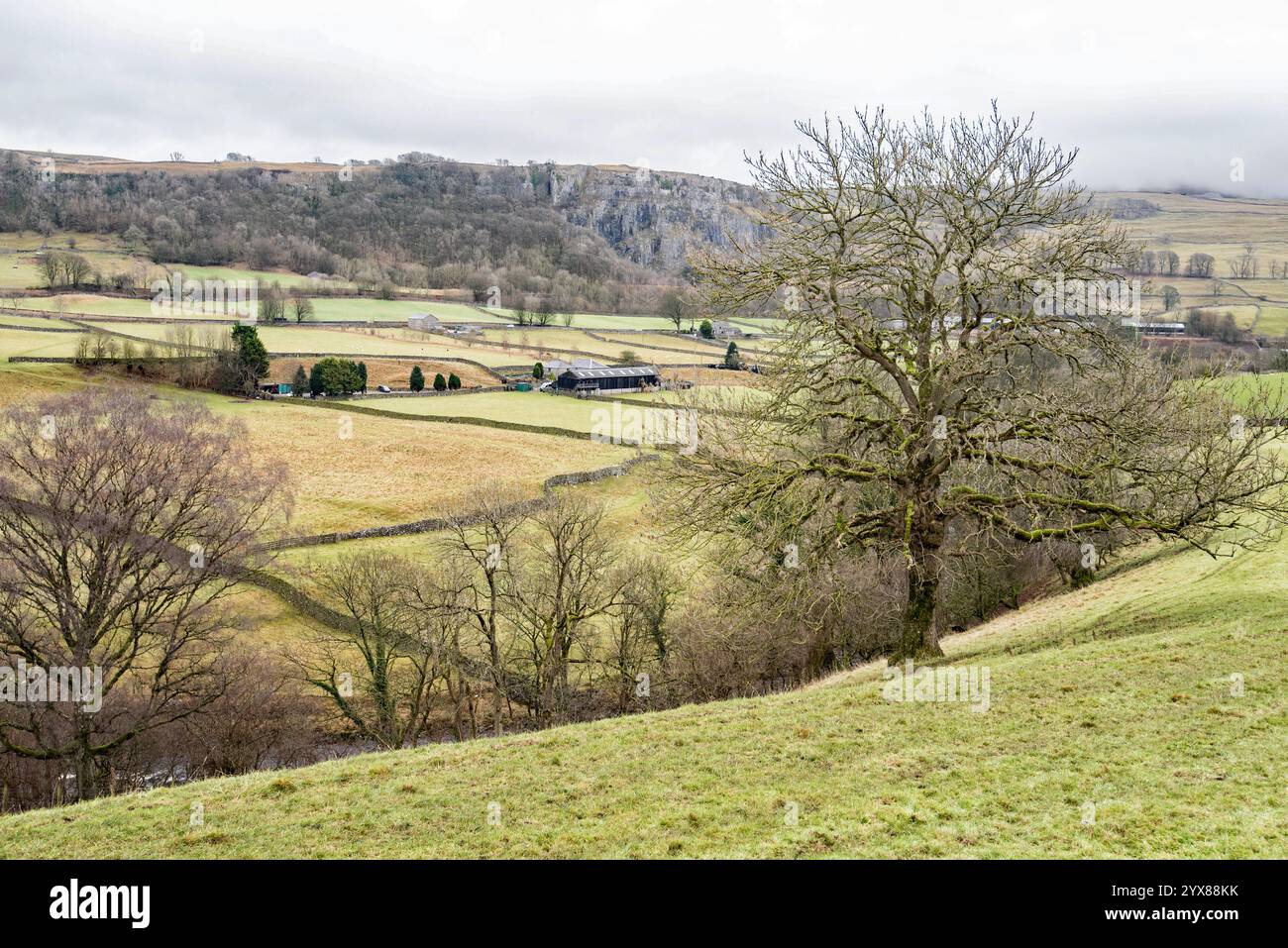 Mature tree in ribblesdale hi-res stock photography and images - Alamy