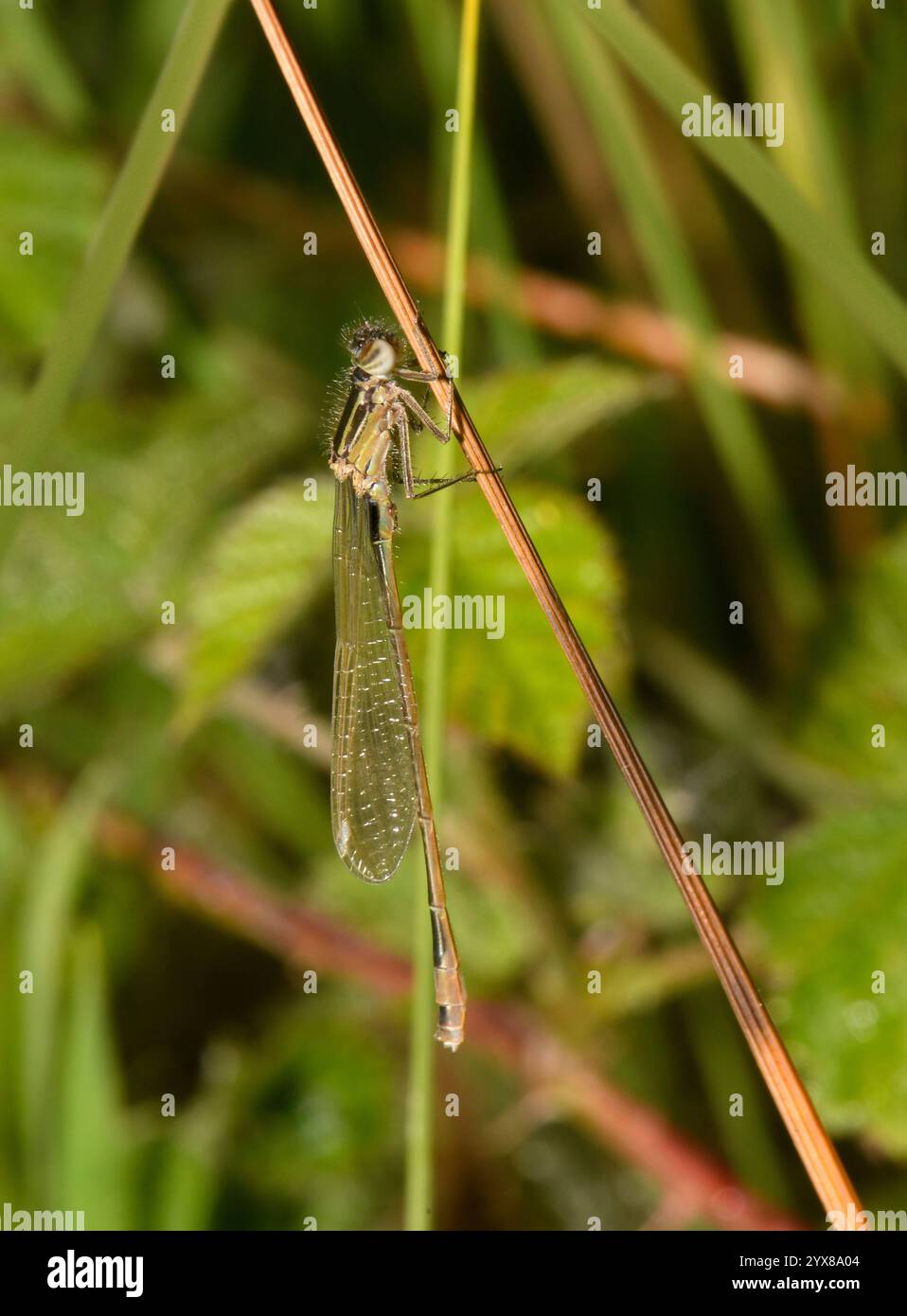 Female blue tailed damselflies hi-res stock photography and images - Alamy