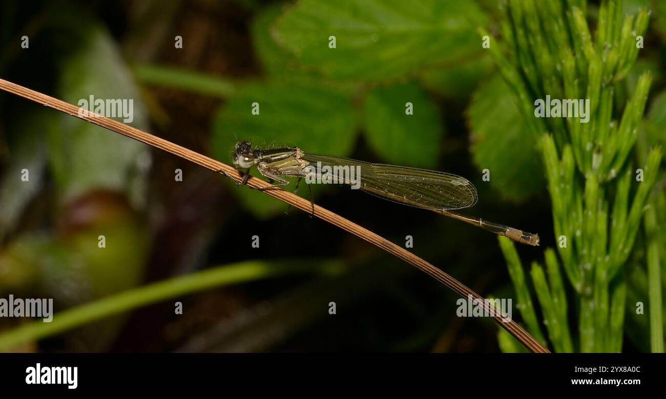 Female colour varies hi-res stock photography and images - Alamy