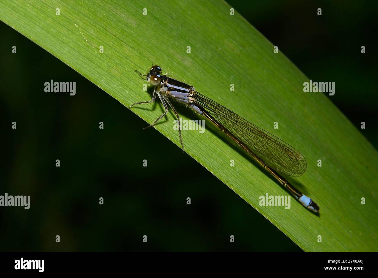 Inhabit lowland wetlands hi-res stock photography and images - Alamy