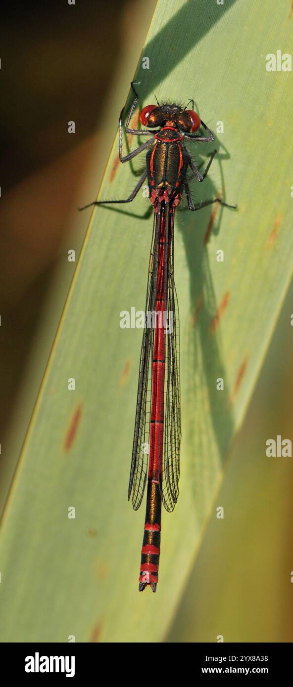 Can spend three years as larvae hi-res stock photography and images - Alamy