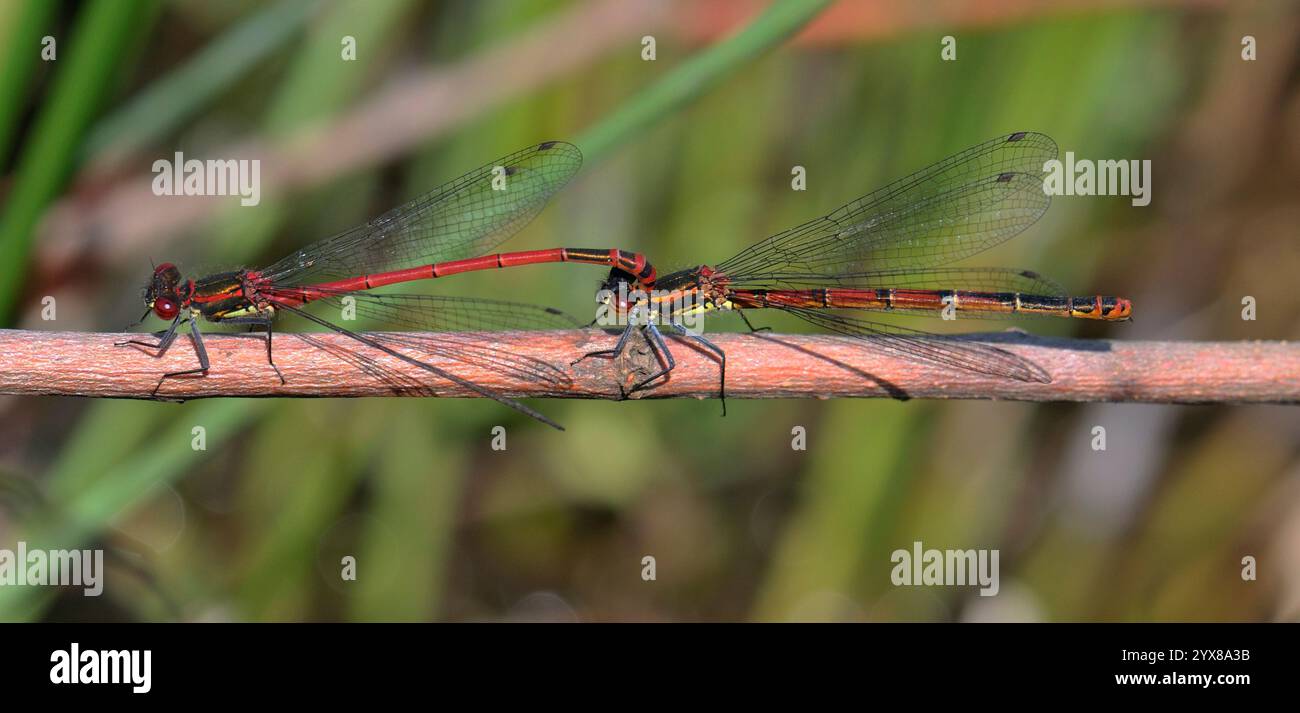 A mating pair of Large red damselfly, Pyrrhossoma nymphula, coupled but ...