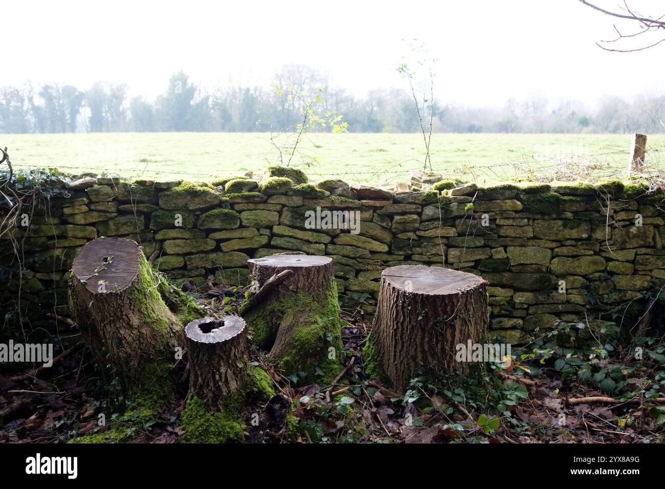 Tree stumps in front of stone wall at the boundary in the woodlands ...