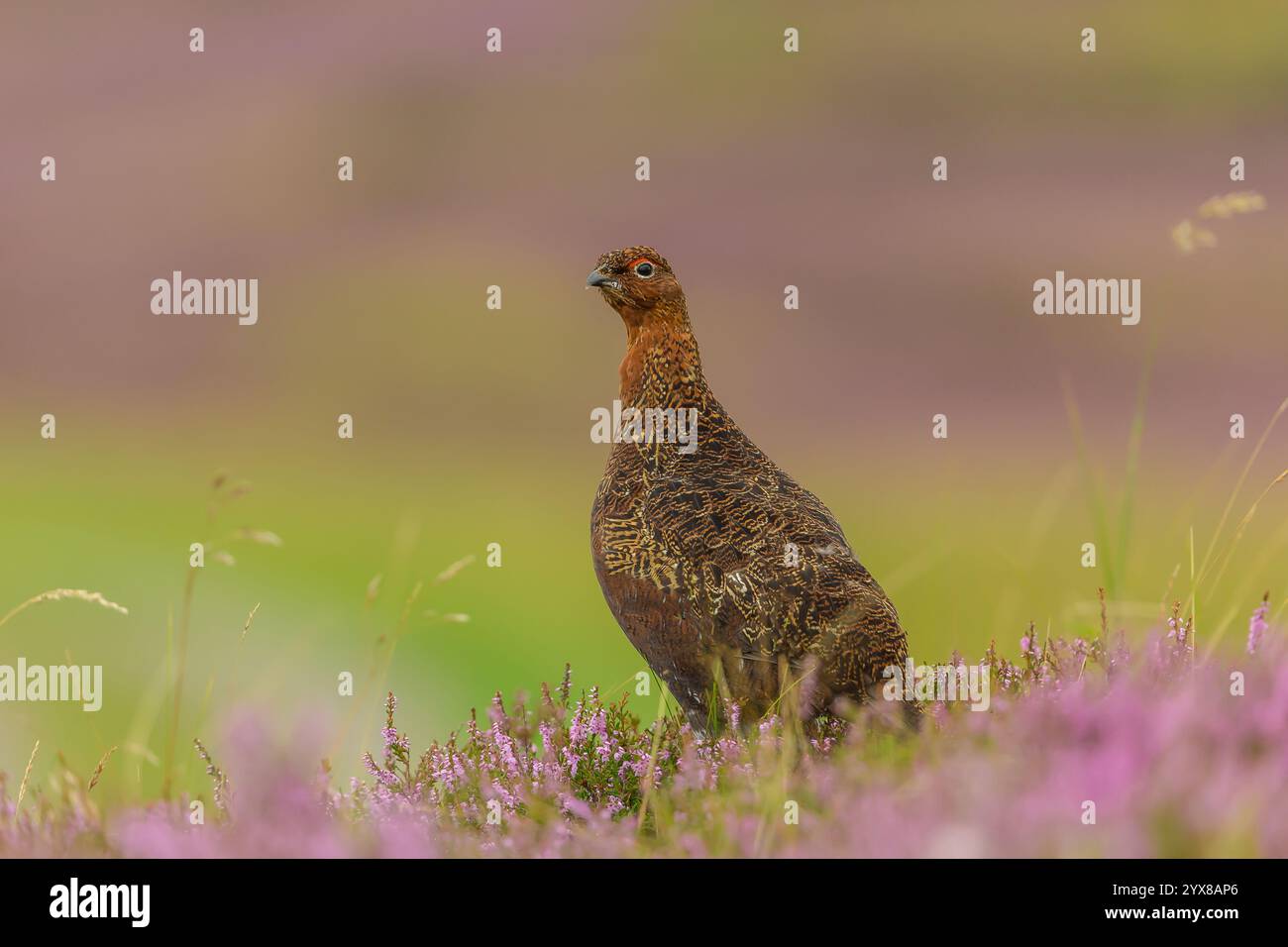 Moors are managed for shooting red grouse hi-res stock photography and ...