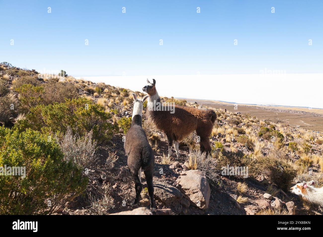 Bolivian llama breeding on Andean plateau,Bolivia Stock Photo - Alamy