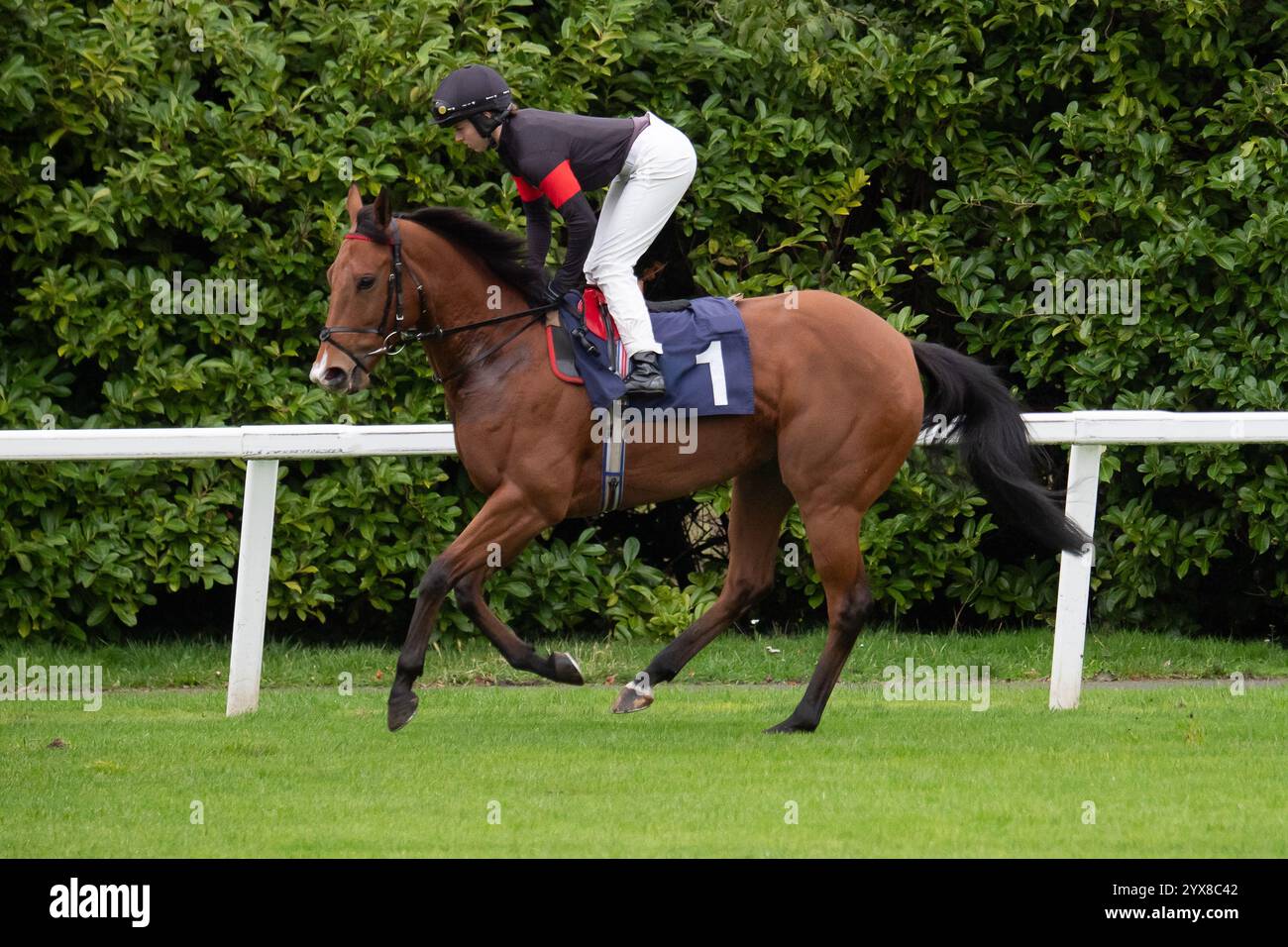 Jacquelina hi-res stock photography and images - Alamy