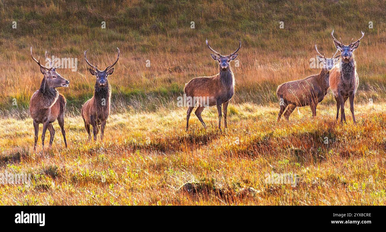Laiarg hi-res stock photography and images - Alamy