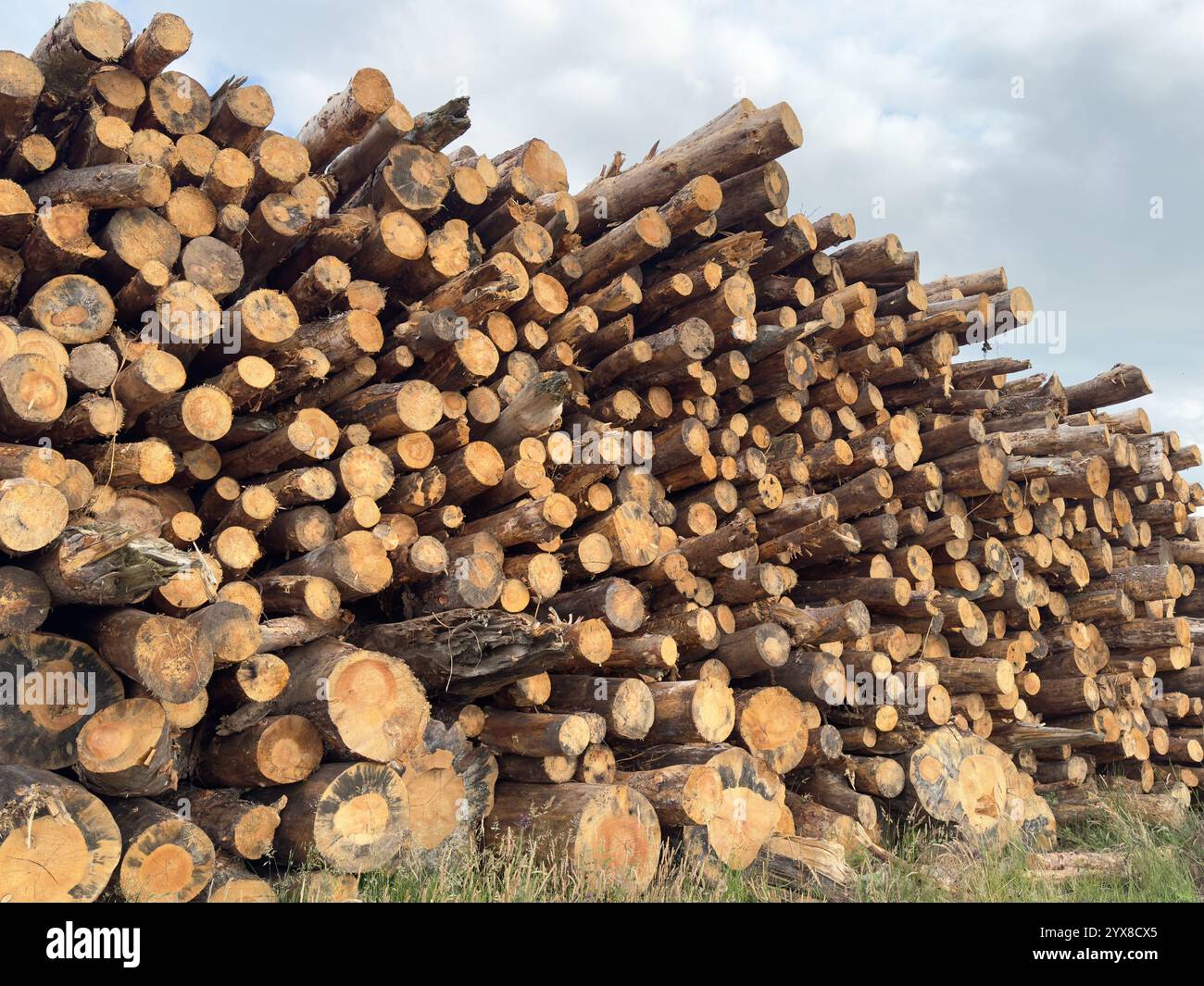 Stacked logs from cutting hi-res stock photography and images - Alamy