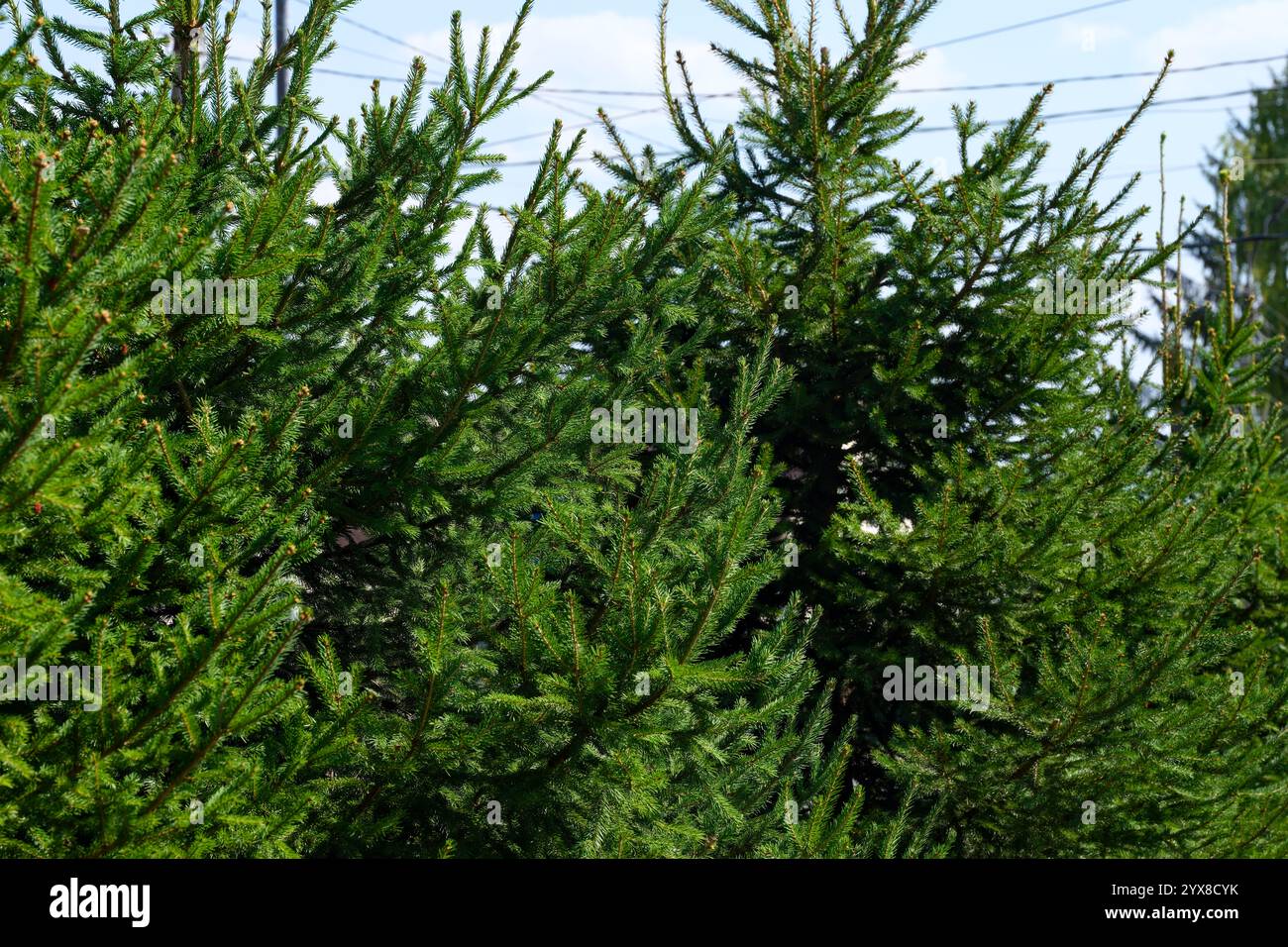 Beautiful shot spruce trees hi-res stock photography and images - Alamy