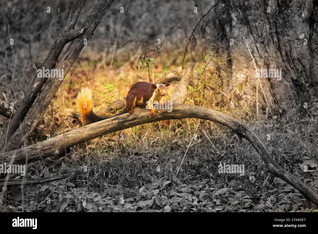 The Indian giant squirrel or Malabar giant squirrel (Ratufa indica ...