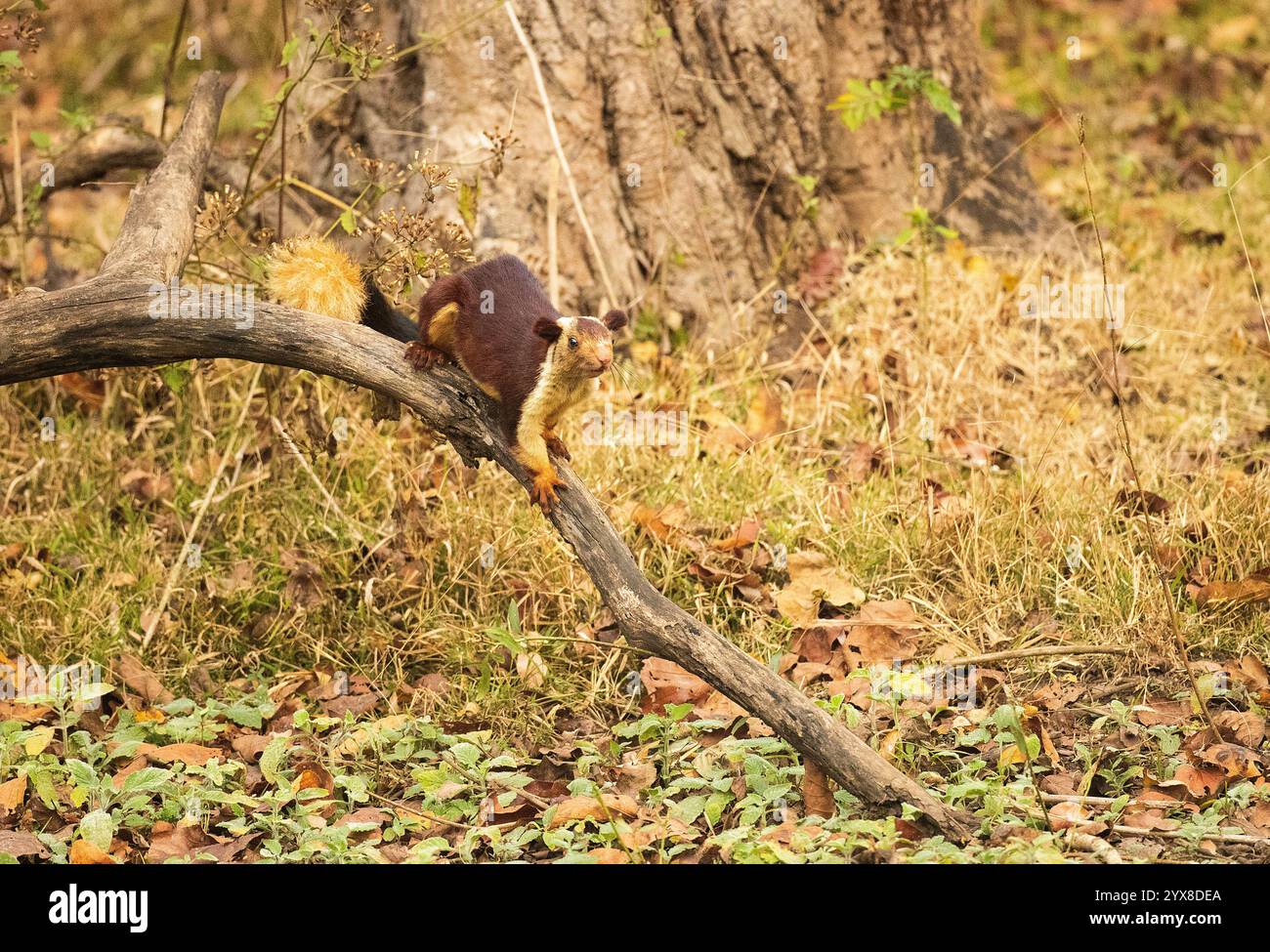 The Indian giant squirrel or Malabar giant squirrel (Ratufa indica ...