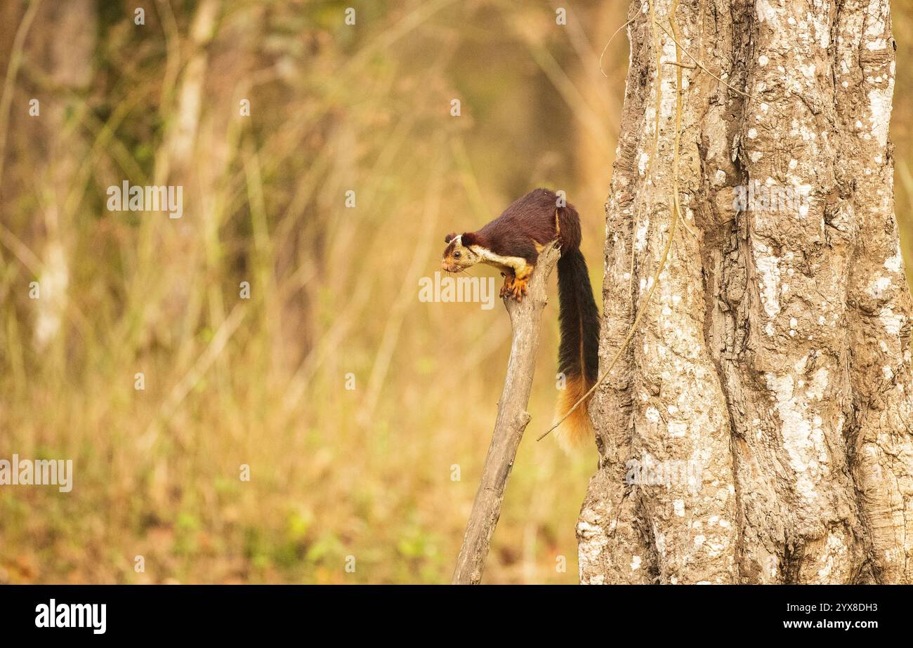 The Indian giant squirrel or Malabar giant squirrel (Ratufa indica ...
