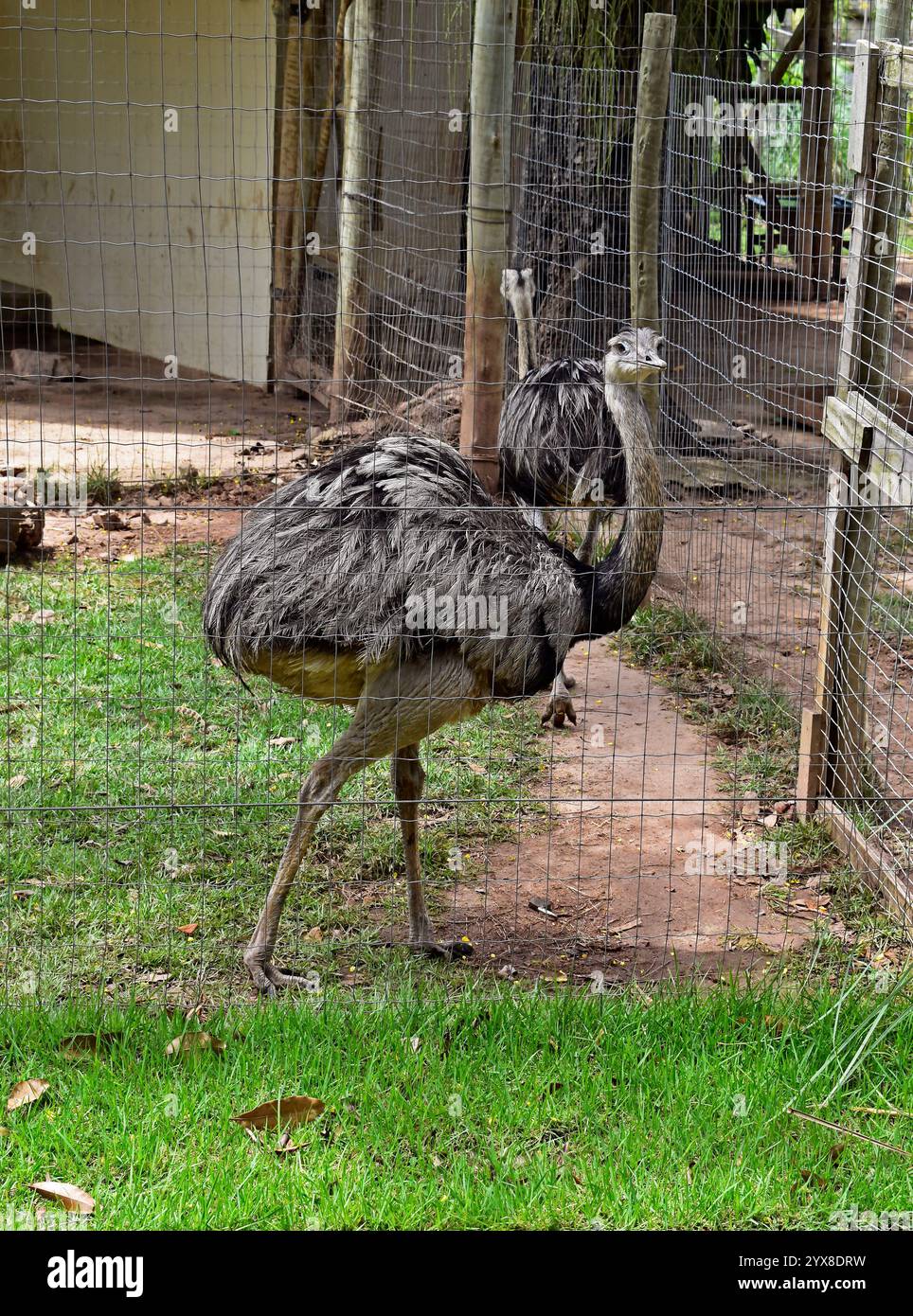Greater rheas (Rhea americana) on zoo, Rio de Janeiro, Brazil Stock Photo - Alamy