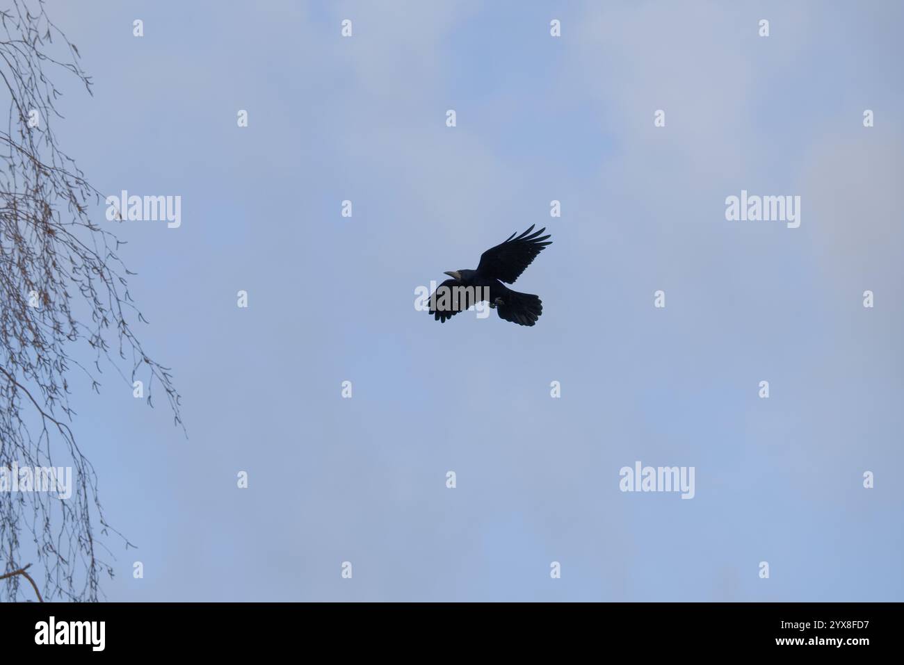 Birds of prey gliding hi-res stock photography and images - Alamy