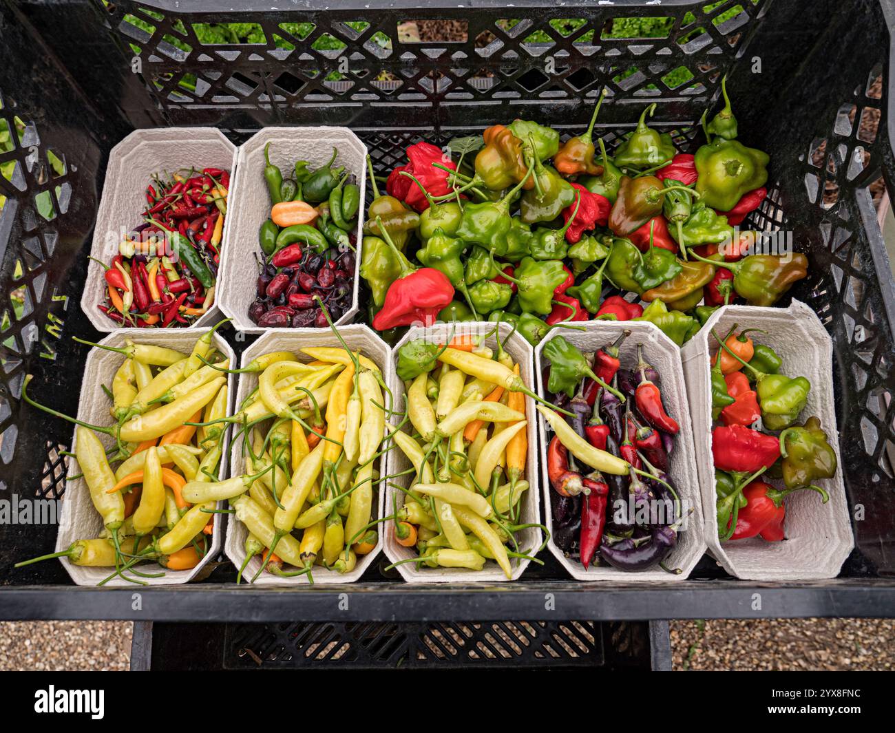 Purple tiger chilli pepper hi-res stock photography and images - Alamy