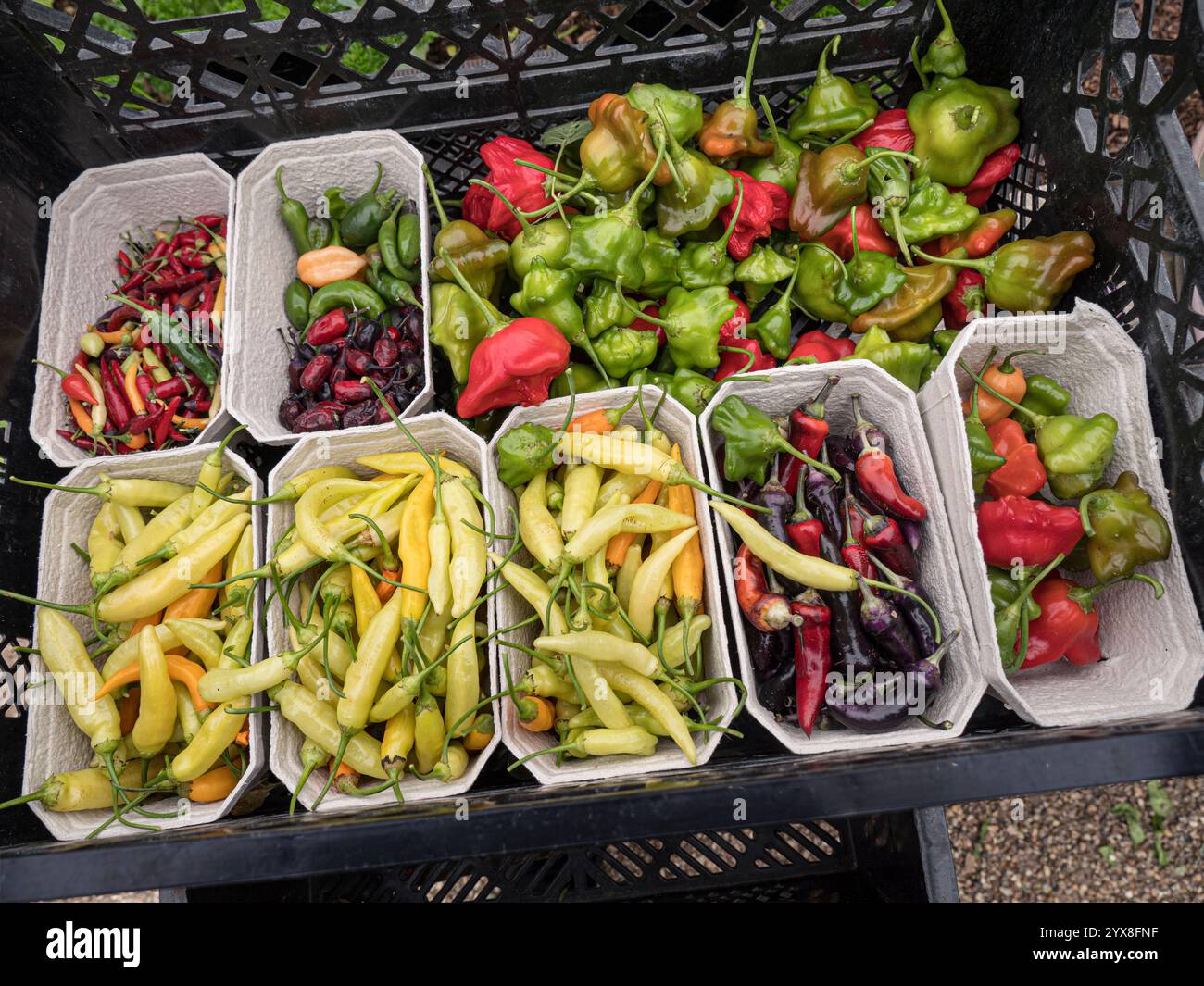 Various varieties chillies hi-res stock photography and images - Alamy