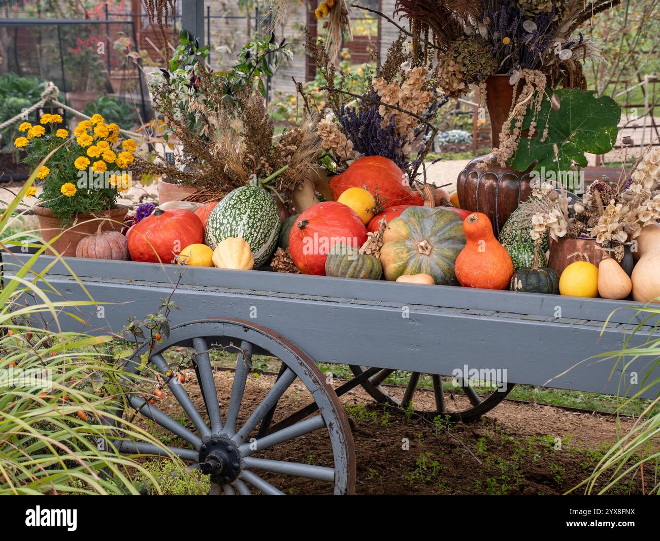 English Pumpkins and Squash varieties on a farm shop barrow display at ...