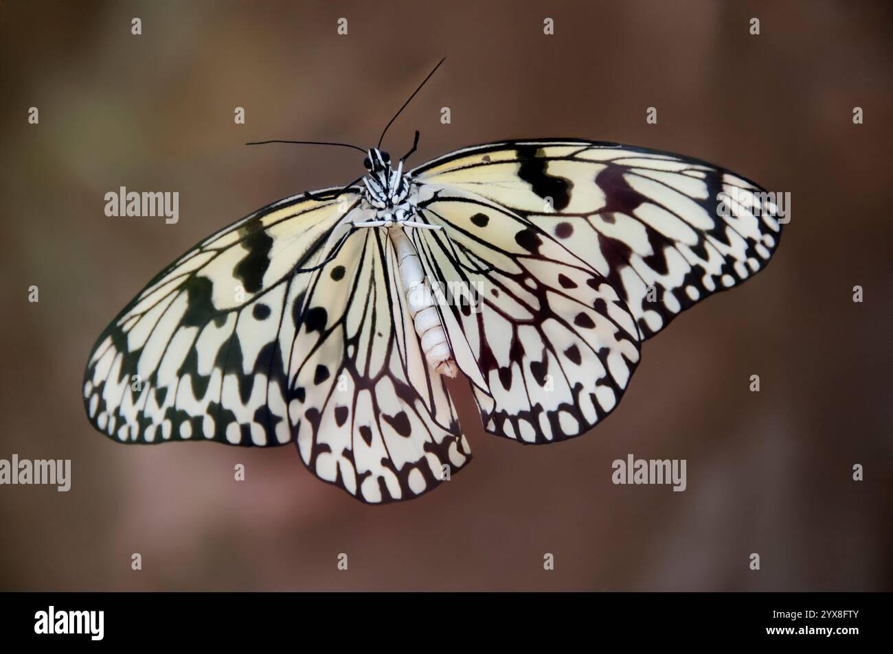 PAPER KITE Butterfly white tree nymph Idea leuconoe, paper kite, rice ...