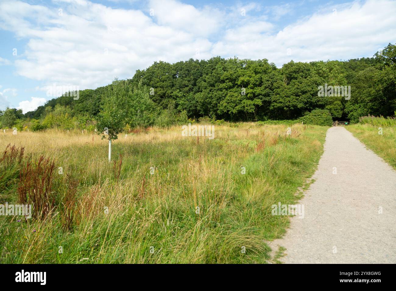 Duncliffe wood walk hi-res stock photography and images - Alamy