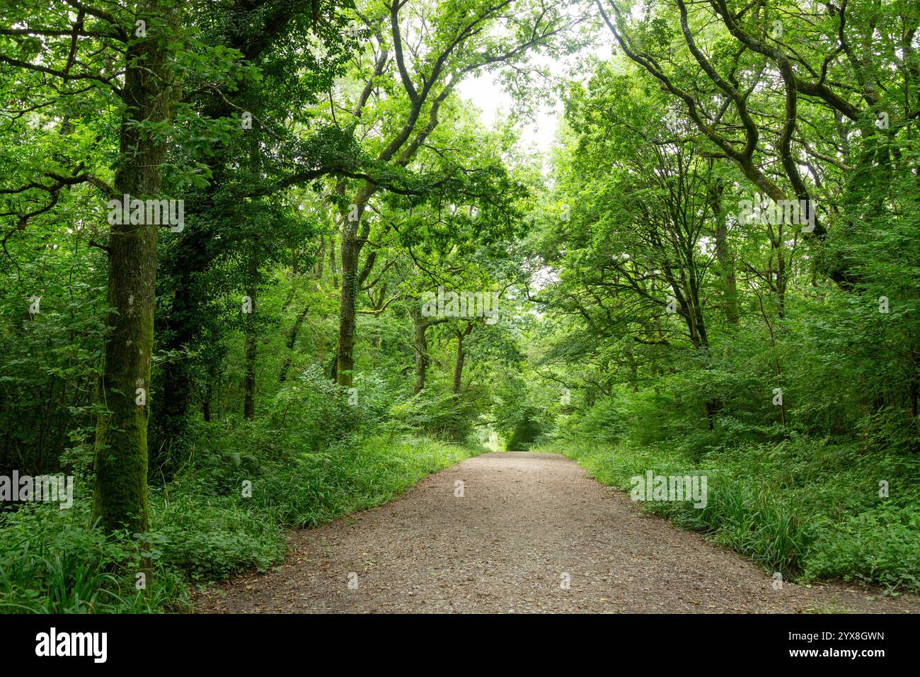 Duncliffe wood walk hi-res stock photography and images - Alamy