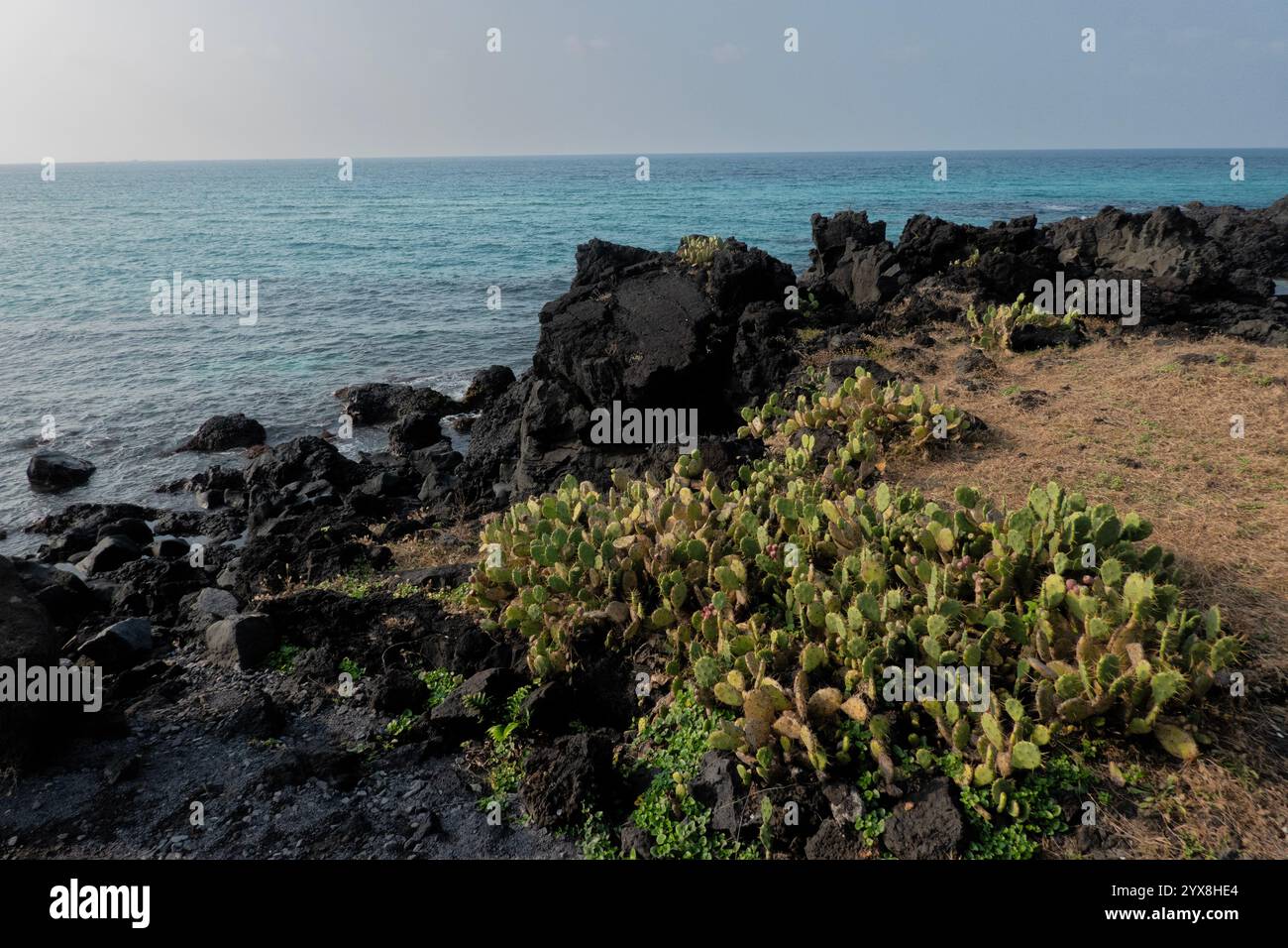 Walking through the Wollyeong cactus reserve, Jeju Olle Trail ...