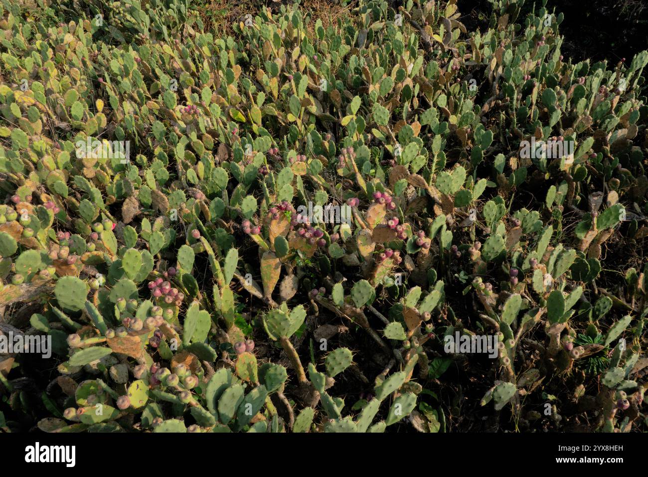 Walking through the Wollyeong cactus reserve, Jeju Olle Trail ...